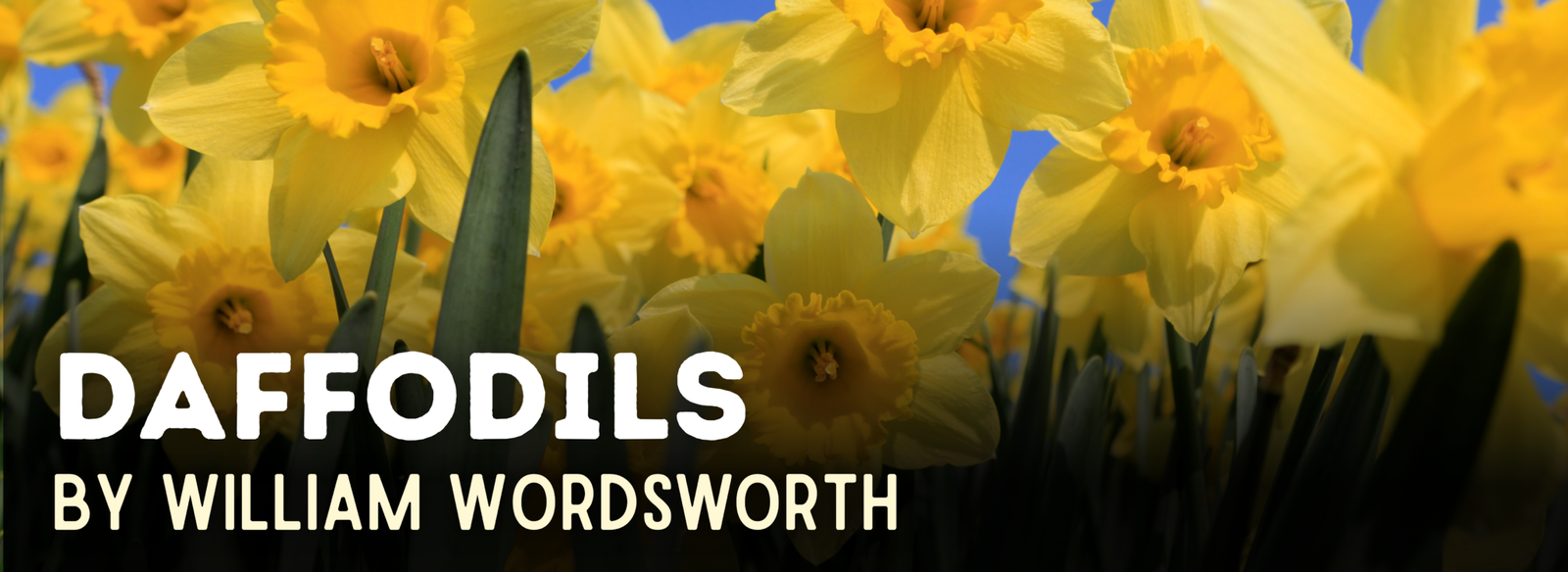 Daffodils By William Wordsworth - Summary + Explanation - The English Diary